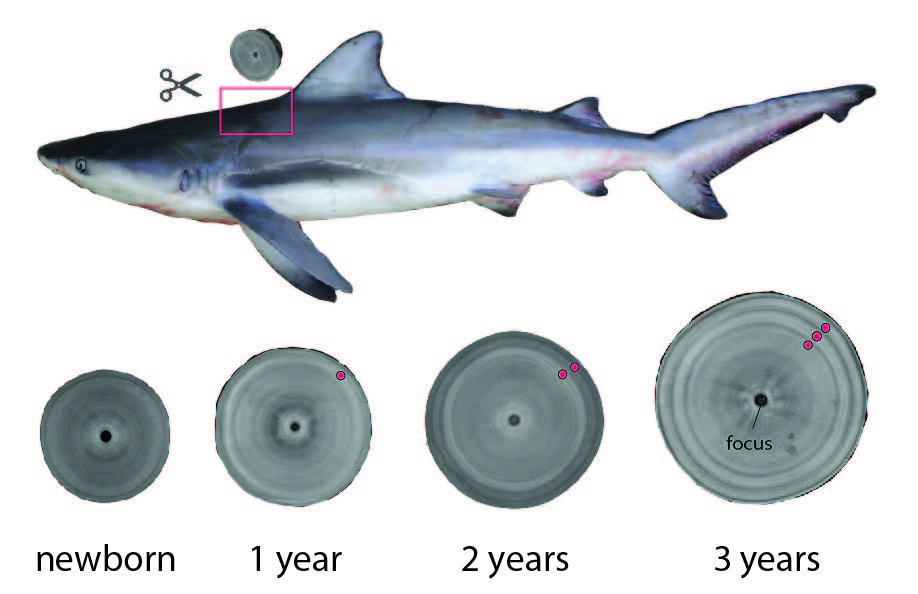 Virtual shark age estimation | Okinawa Institute of Science and Technology OIST